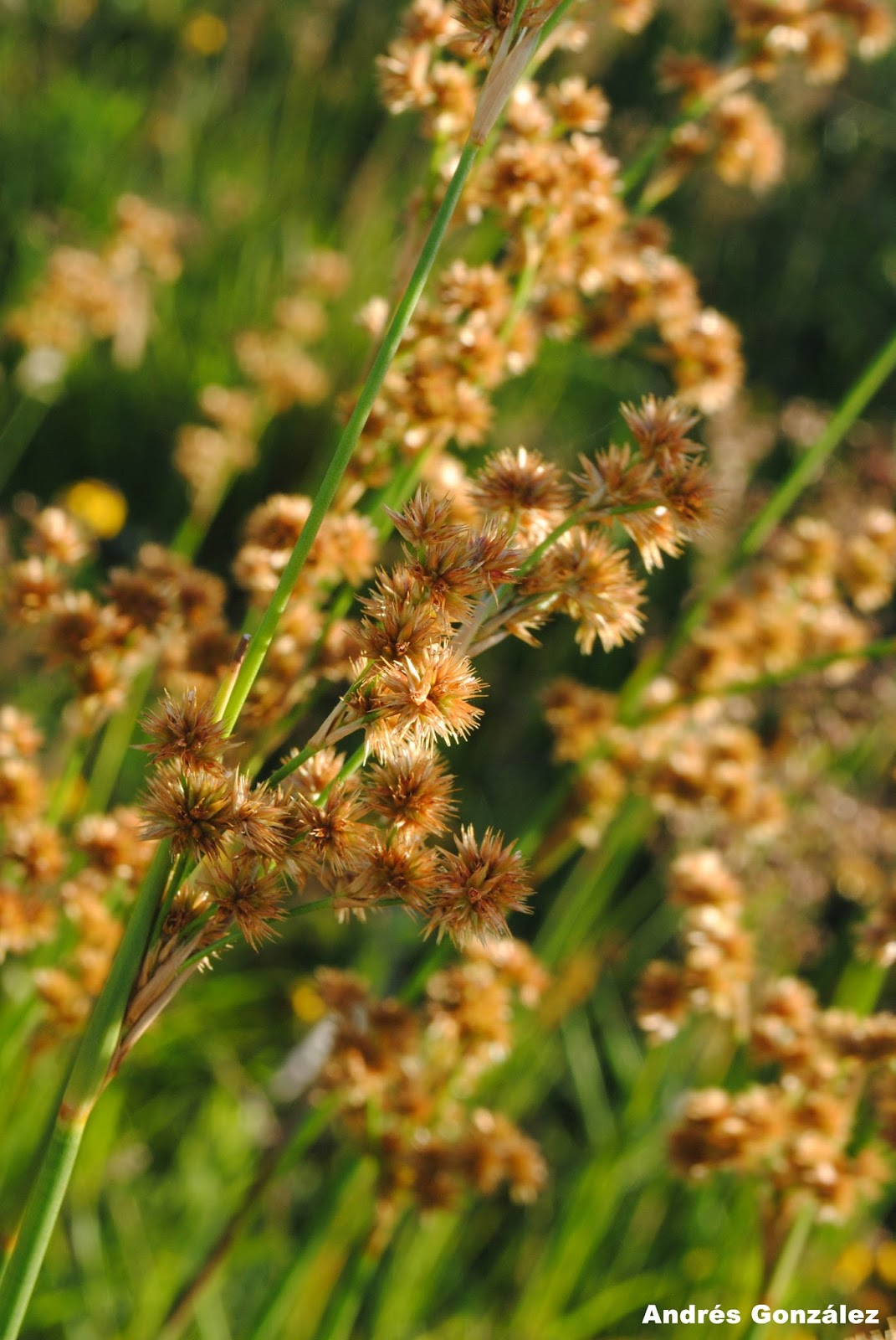 FOTOS DE FLORA NATIVA Y ADVENTICIAS DE URUGUAY : Juncus densiflorus ...