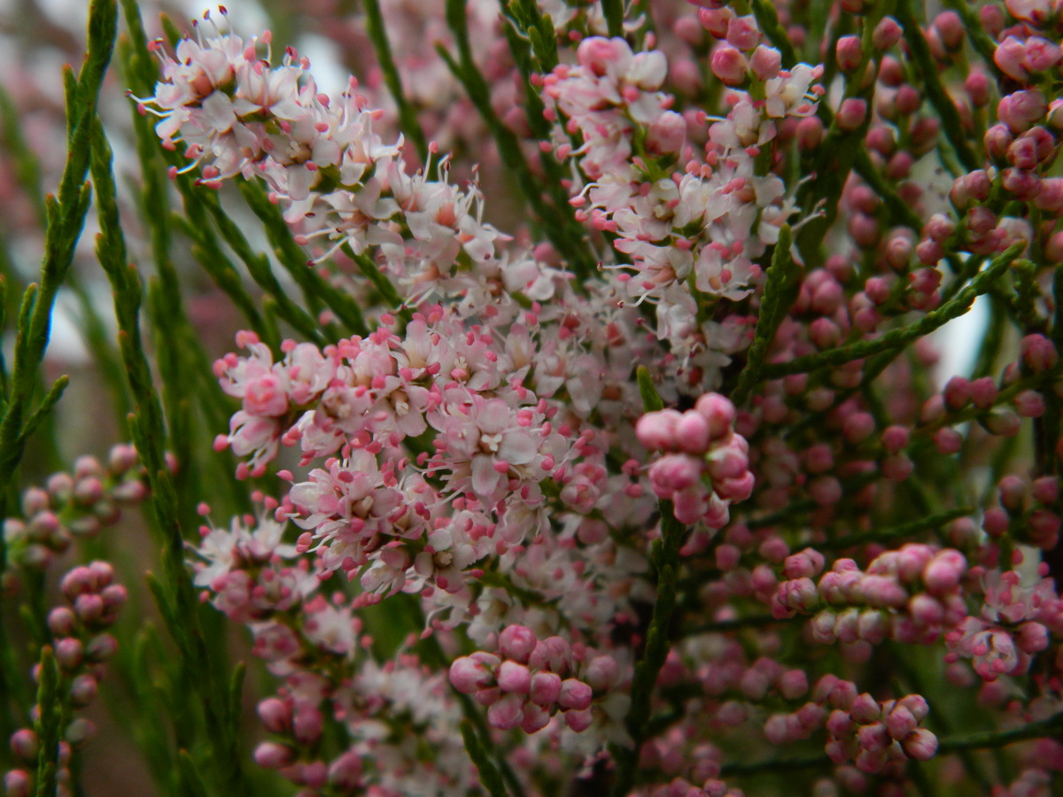 LA MULTI ANI, ROMANIA!: Crengi de tamarisc inflorite