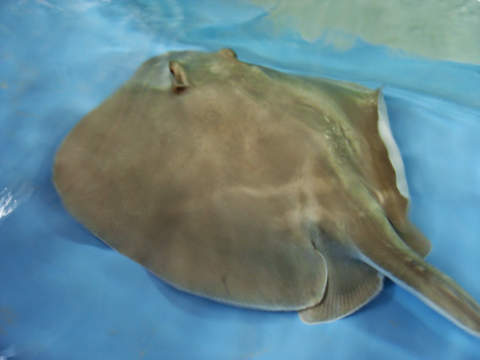 THE SIMMONS SAGA: July 2014