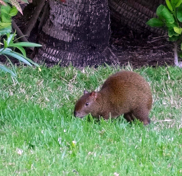 Joe's Retirement Blog: A Day in the Life, Puerto Aventuras, Quintana ...