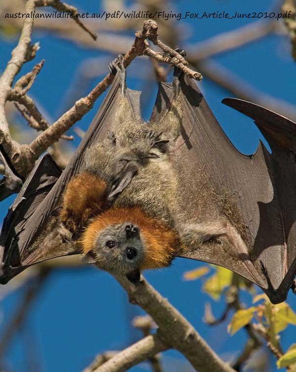 Megabat, Flying-fox, Fruit Bat Article - australianwildlife.net.au