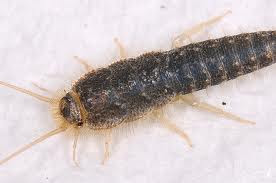 The three Secrets of Exterminating Silverfish Insects
