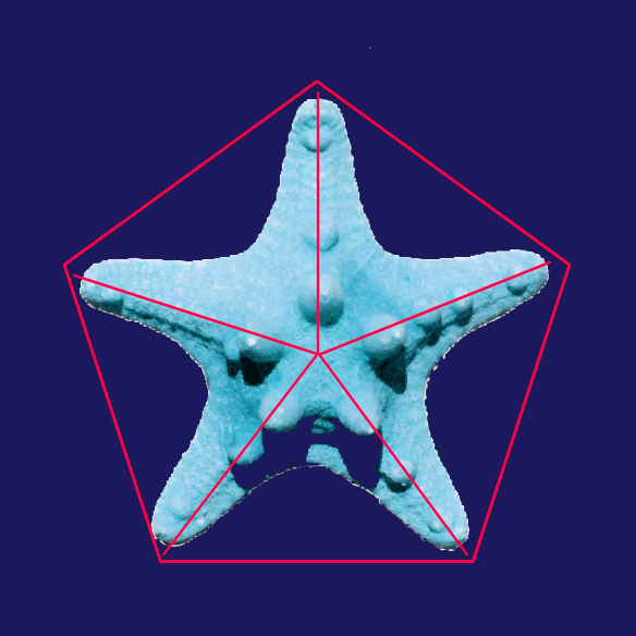 PlasTIC 3: Ritmo y simetría en la composición plástica