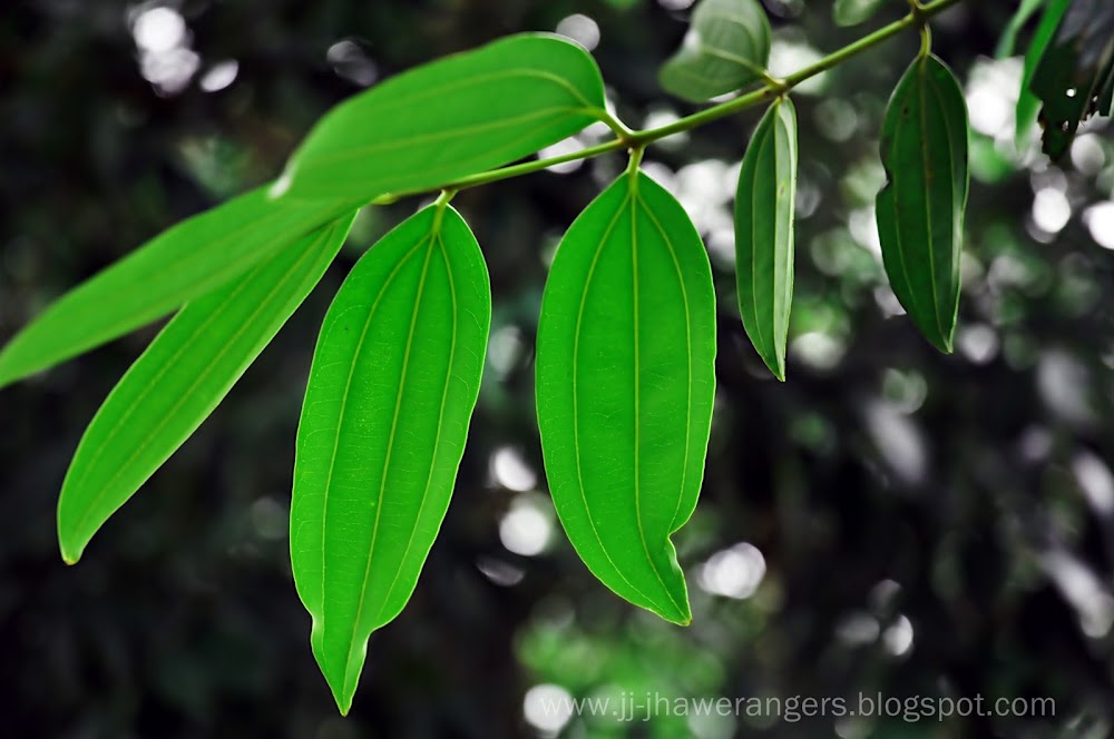 sehijau warna daun