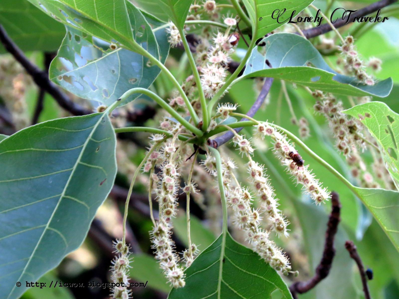 Bohera ful (বহেড়া ফুল) - Terminalia bellirica