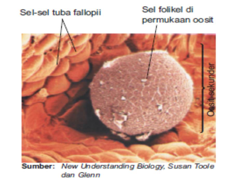 Proses Pembentukan Sperma dan Ovum