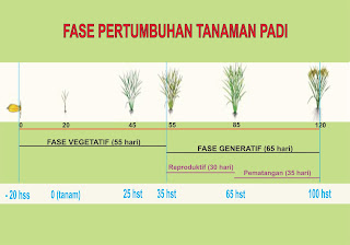 PRODUCT DESIGN 1 by Inspiration: Cara Menanam Padi yang baik
