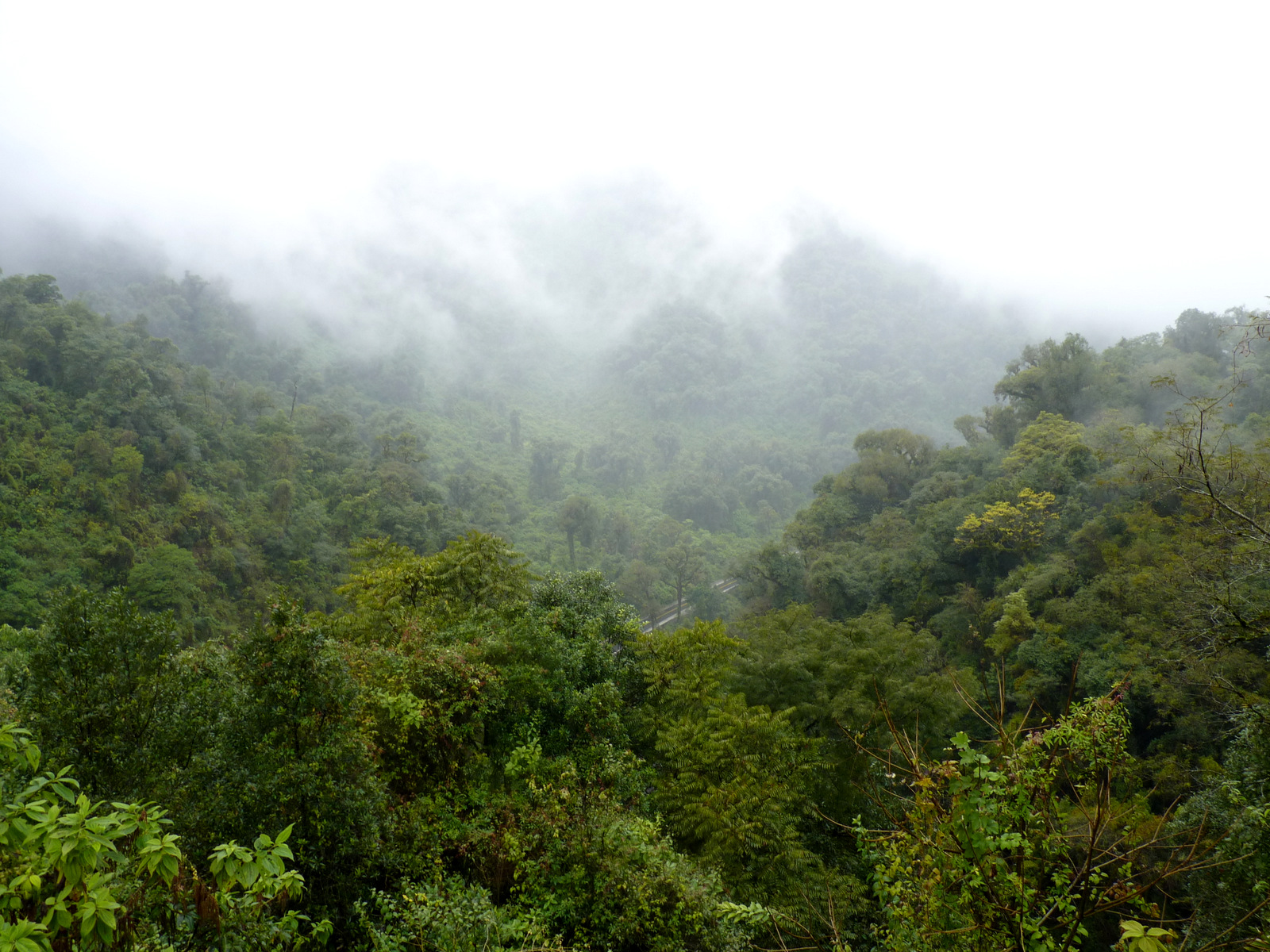 Imágenes y sentidos: YUNGAS