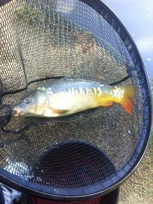 UK fishing venues: Rising Sun Fisheries (Lake 2) - Catch Review