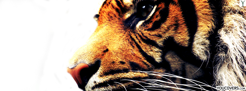 Facebook cover photos animals / fb covers photo for timeline ...