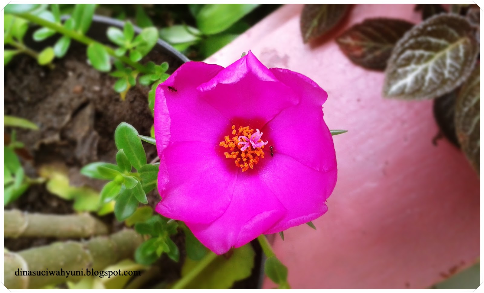 KLASIFIKASI ILMIAH BUNGA PORTULAKA (MOSS ROSE) DAN MANFAATNYA BAGI ...
