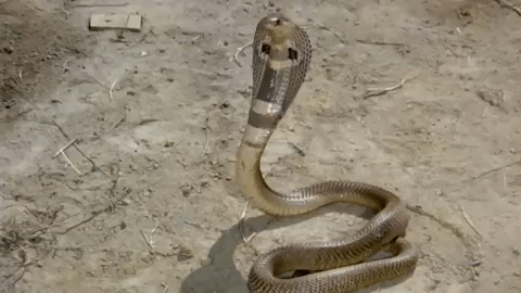 EKOGEO: JENIS-JENIS ULAR BERBISA SUKU ELAPIDAE DI INDONESIA