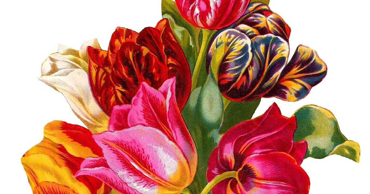 Antique Images: Botanical Artwork Tulip Flower Digital Illustration ... Antique Images: Botanical Artwork Tulip Flower Digital Illustration ...
