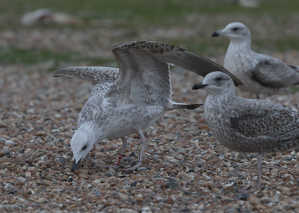 Richard Smith - Birdwatching Days Out: CASPIAN GULL, 1st winter, Red ...
