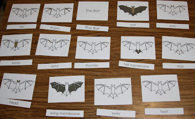 A Learning Journey: Bat Unit: Anatomy