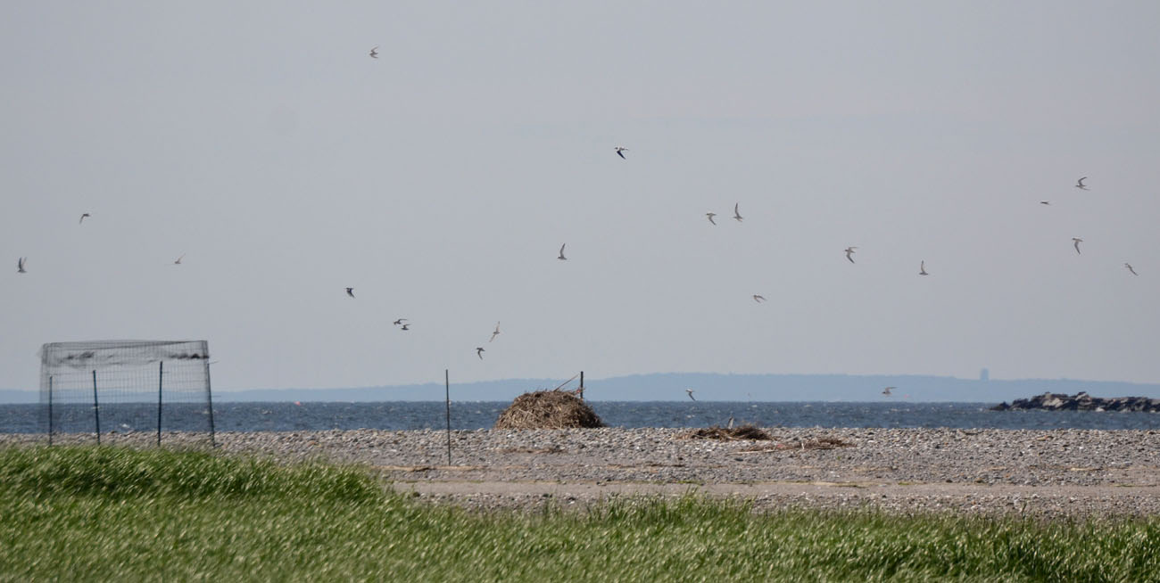 Woods Walks and Wildlife: Nesting Birds at Milford Point Woods Walks and Wildlife: Nesting Birds at Milford Point