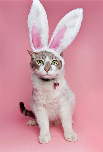Catsparella: 5 Disapproving Easter Bunny Cats