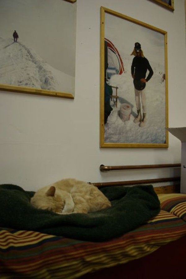 Meet Stubbs, the mayor of Talkeetna (32 pics) | Amazing Creatures