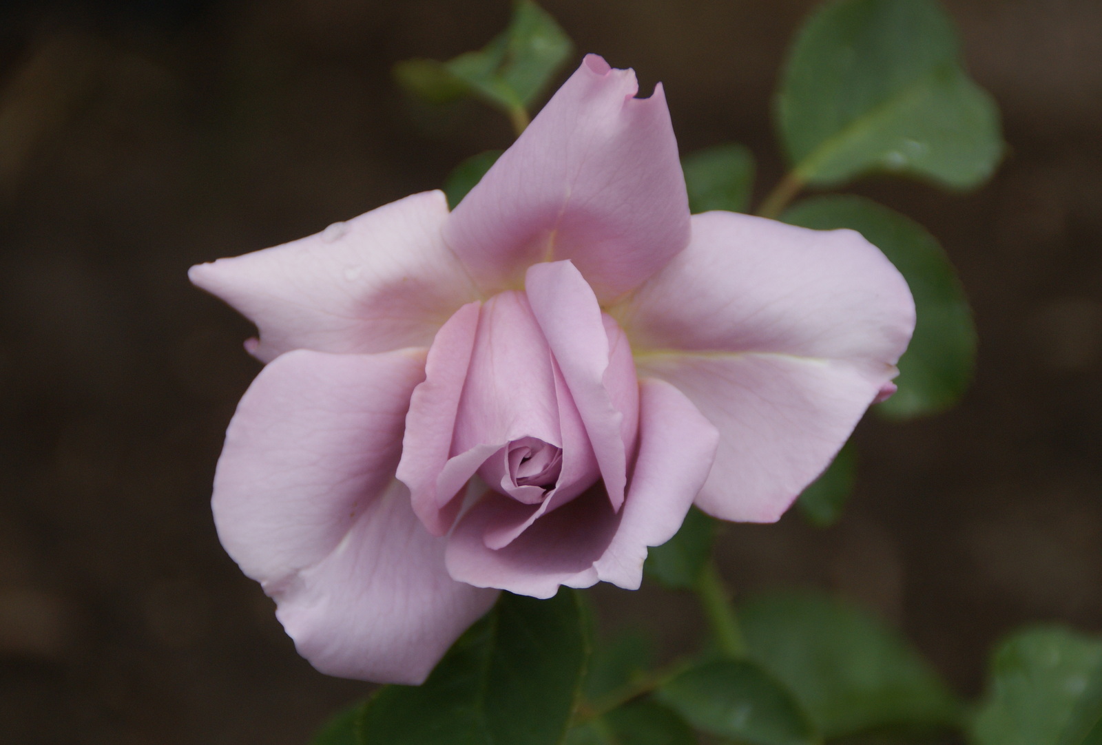 Organic Garden Dreams: August Roses