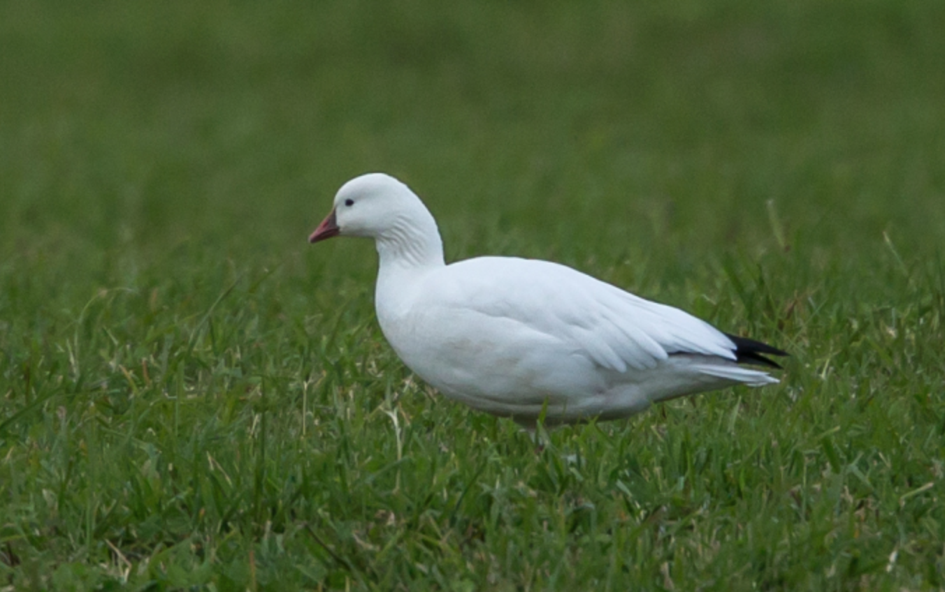Bev's Nature Blog: Ross's Goose