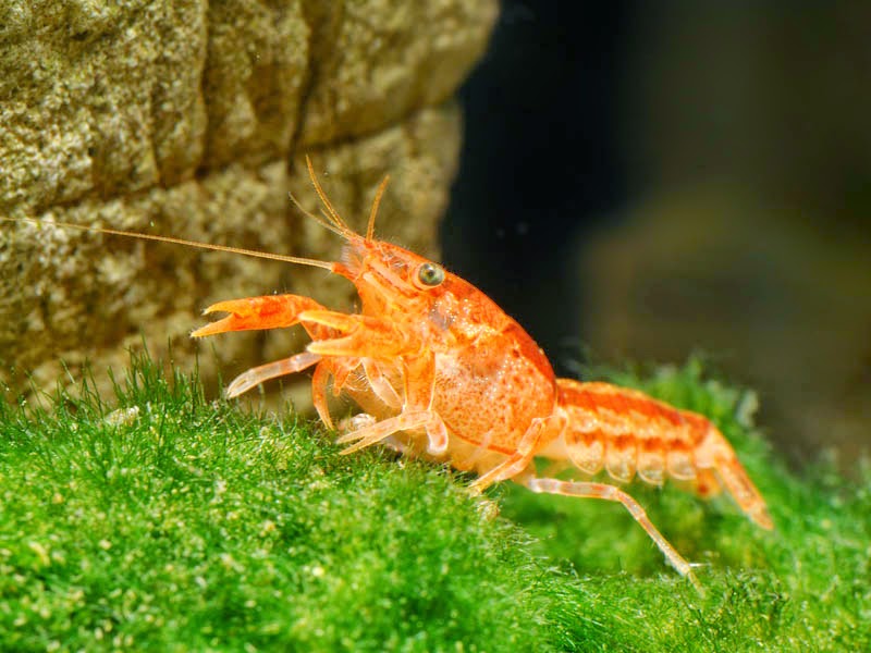 Artes de Pesca: CANGREJO DE RIÓ ACOCIL DE PÁTZCUARO