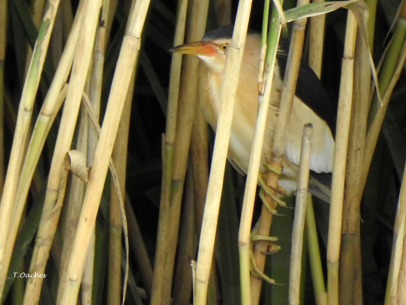PASARI DIN ROMANIA: STARC PITIC, Ixobrychus minutus