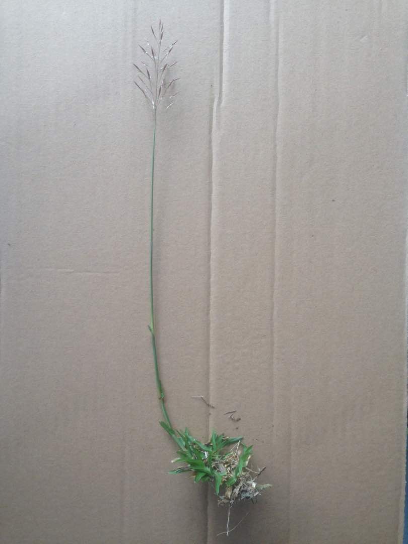 Jom Tanam Sayur ( JTS ) : Rumput Rumpai Di Halaman Rumah 6 ...