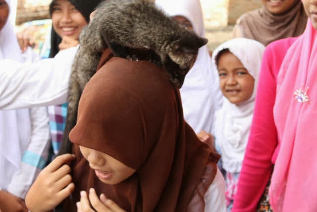 MUSANG LOVERS