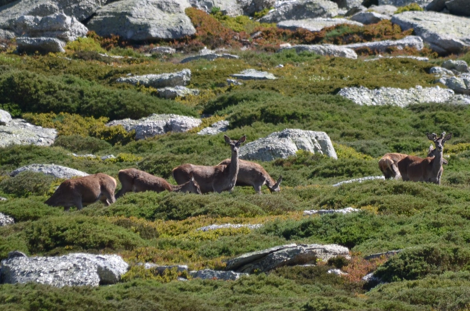 Fauna Cantábrica: Fauna de montaña