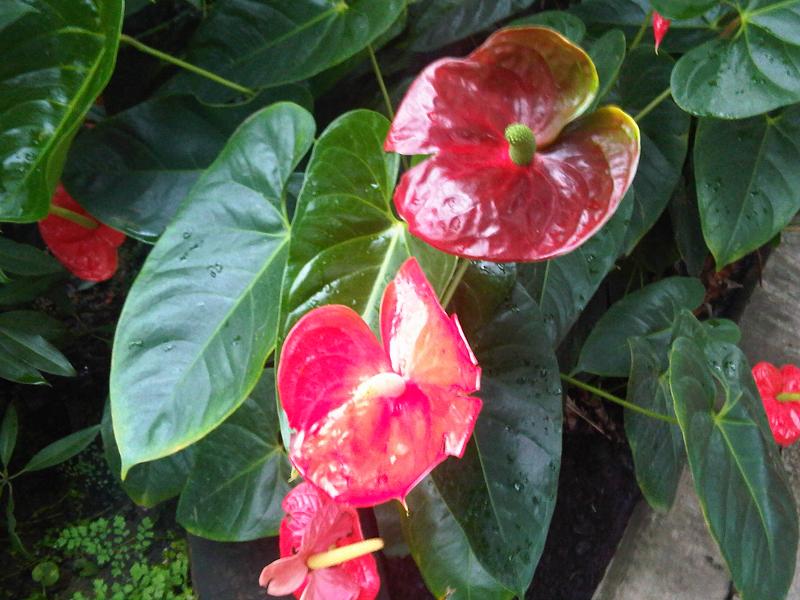 Otrovno cvijeće u domovima ~ Udruženje trudnica i mama - Udruženje TIM