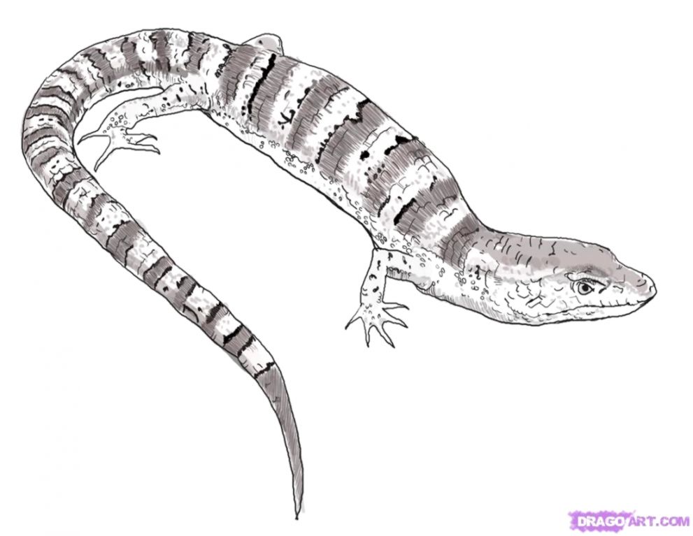Reptile Pencil Drawing | This Wallpapers