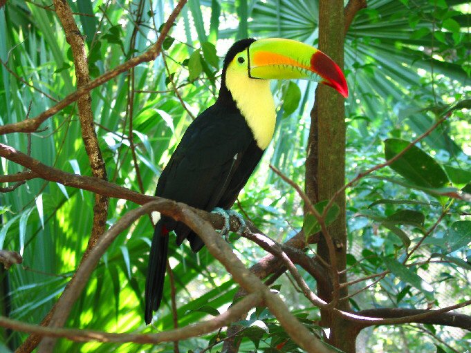 Toucan-Keel-Billed