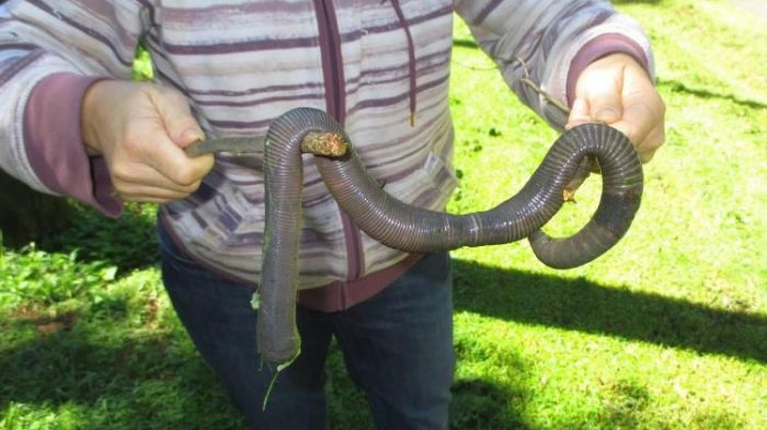 Infounik dan Menarik: Cacing tanah terbesar di dunia