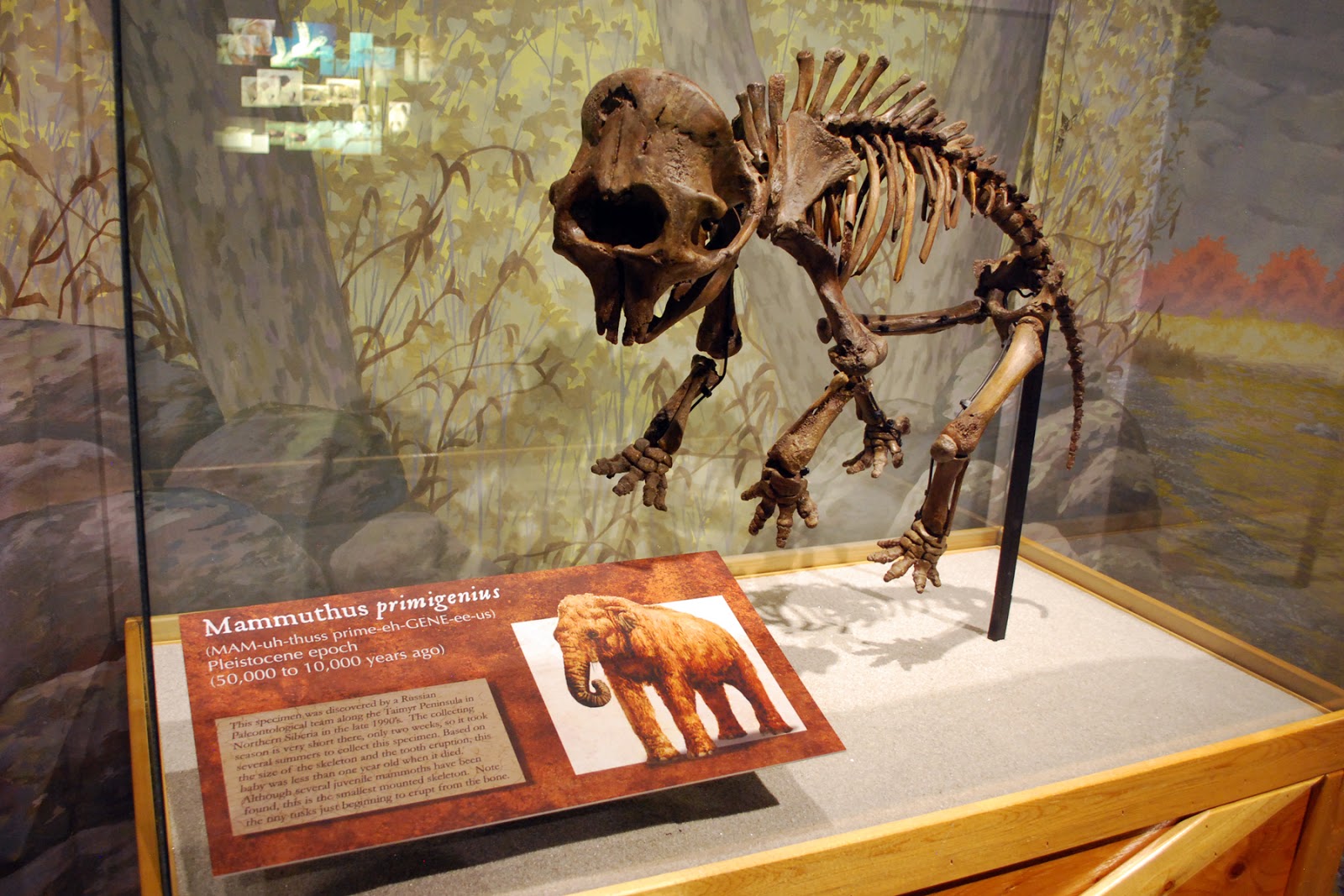 TashaLynne Photography: Thanksgiving Point Museum of Ancient Life