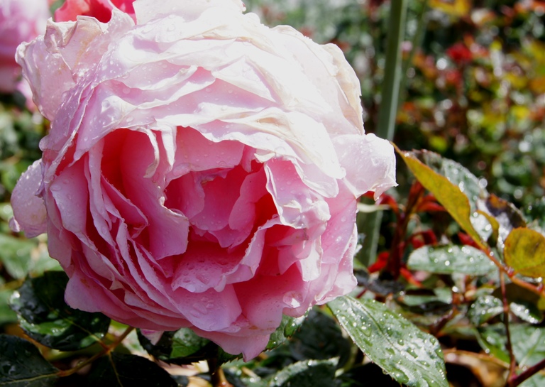 Ewa in the Garden: 15 photos of the Top Rose Garden in London