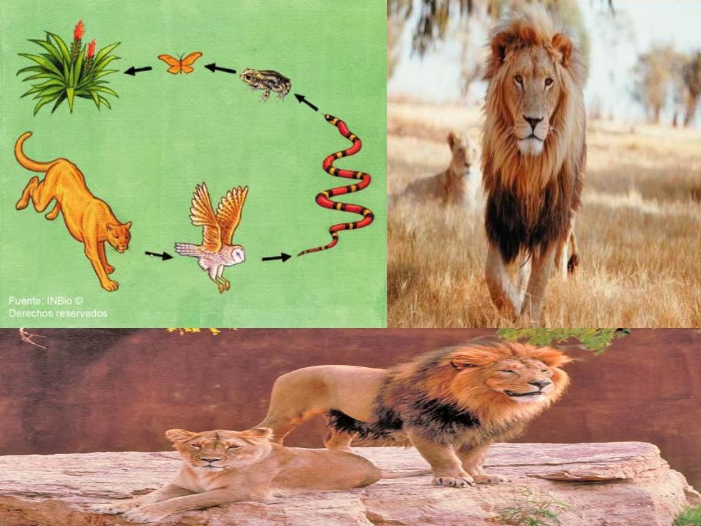 Seres vivos 1 "S": León y su ambiente