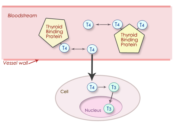 Animal Endocrine Clinic: Confirming the Diagnosis of Hyperthyroidism in ...