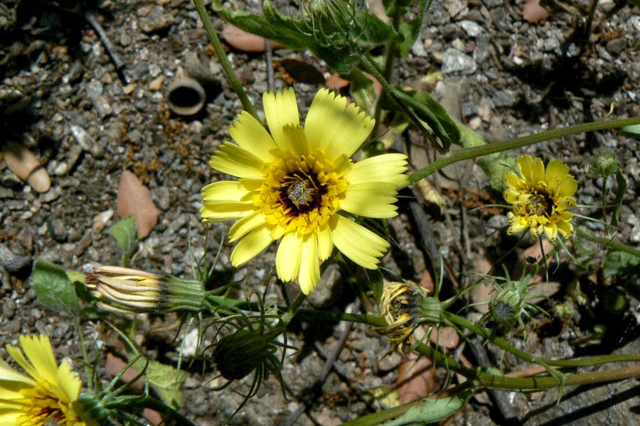 Wildflowers of Andalucia: September 2013