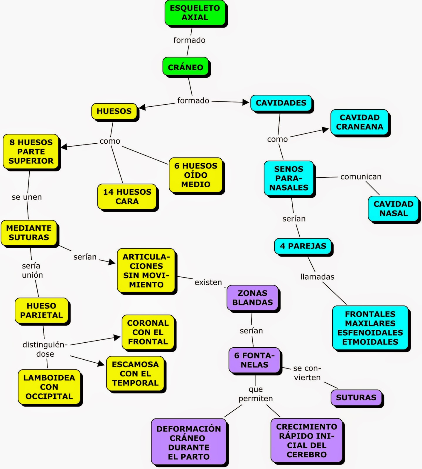 Mapa Conceptual Del Esqueleto Humano Top Mapas | Images and Photos finder