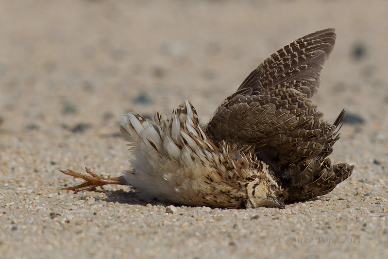 Kuwait Birding: A Gluttony of Gulls