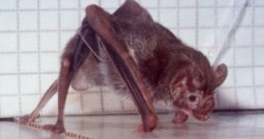 Unlike Other Bats, Vampire Bats Keep Out Of Trouble By Running, Cornell ...