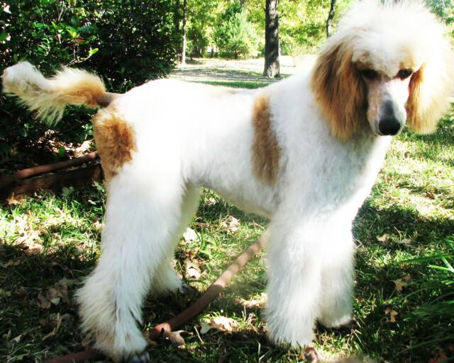 Huxtable The Poodle | Toy Poodle Blog | Parti Poodle: Red and White ...