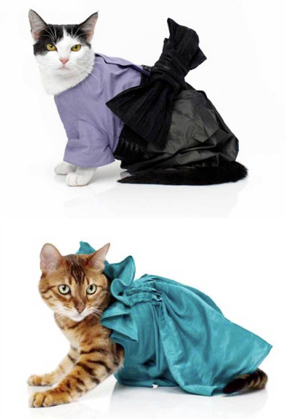 Beautiful Everyday: Como vestir seu animal de estimação