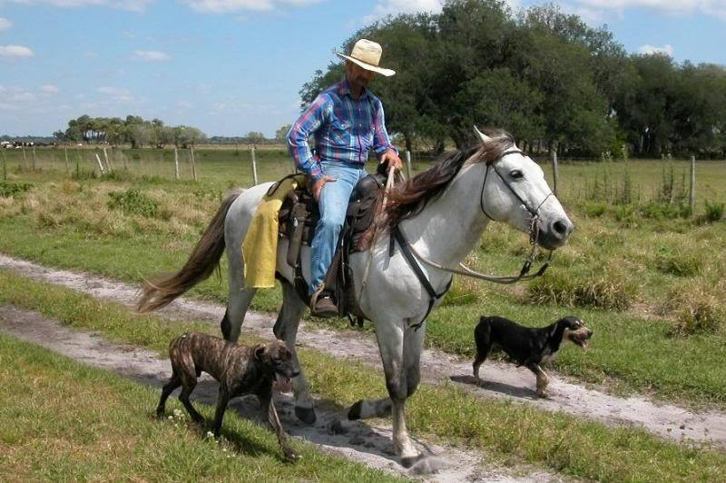 The Catahoula Cow Dog: Catahoula Cur, The Louisiana Cattle Dog