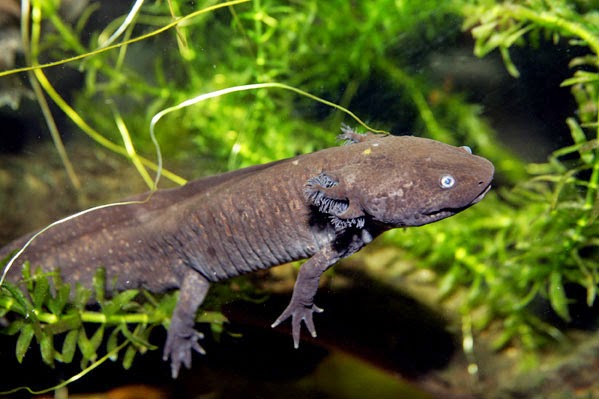 The black Axolotl Swimming on aquarium