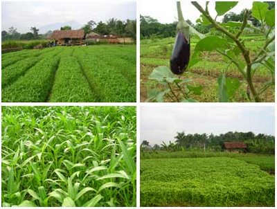 Pengertian Argoindustri | Agroindustri