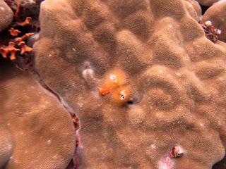 Sea Slug and the Turtle: 2013