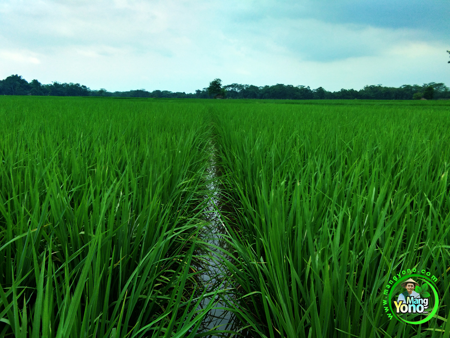 Tanaman Padi NAZWA 40 HST di Sawah Tegalsungsang Tumbuh Subur