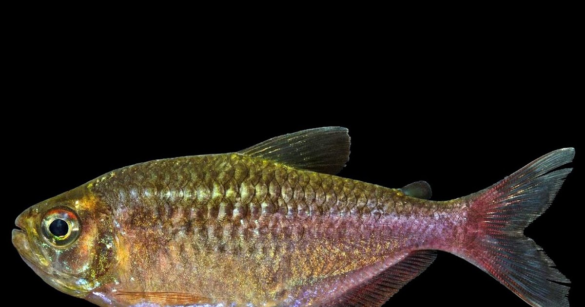 Species New to Science: [Ichthyology • 2019] Moenkhausia bellasomniosa ...