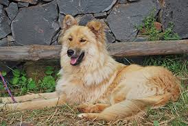 GARAFIA SHEPHERD DOG